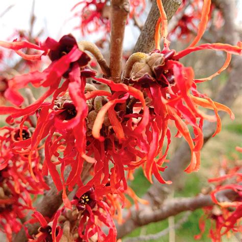 Image result for Exploding Witch Hazel