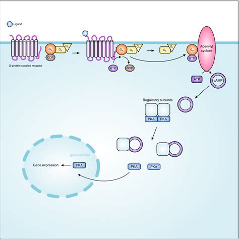 Image result for TLR Signaling Pathway