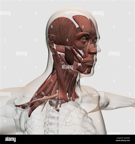 Image result for Neck Muscles Front View
