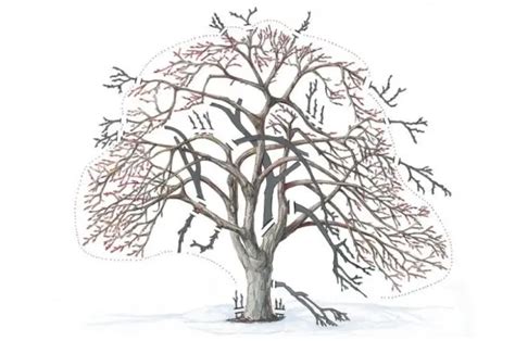 Image result for Pruning an Apple Tree in Spring