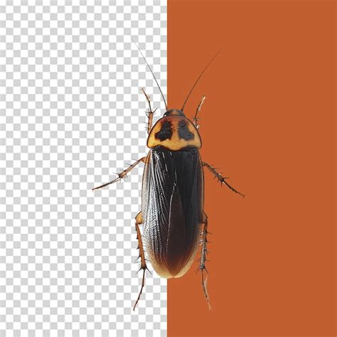 Image result for Flying Cockroach Transparent Background