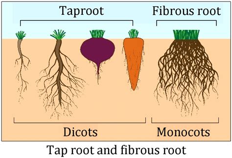 Image result for Root Structure and Function