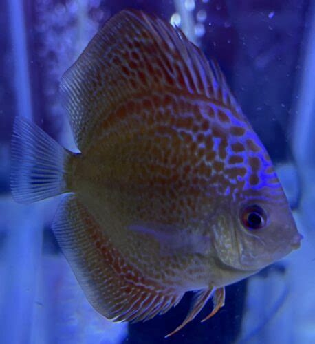 Image result for Peppered Discus