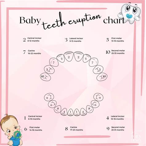 Image result for Teething Chart