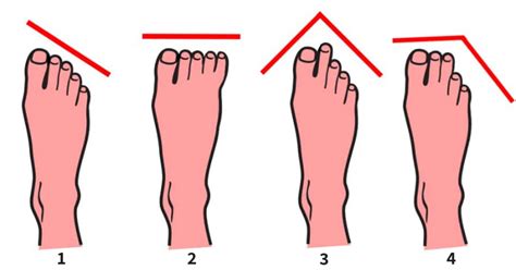 Image result for Different Types of Toes