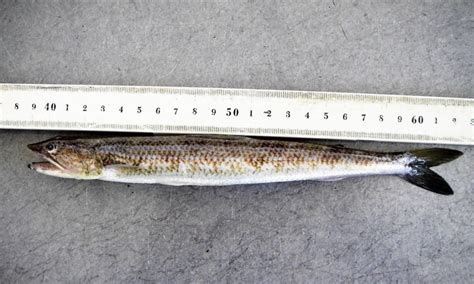 Image result for Lizard Fish