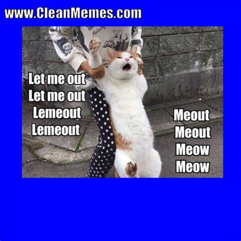 Image result for Random Cat Memes Clean