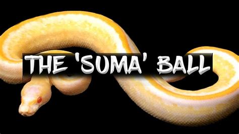 Image result for Suma Ball Python