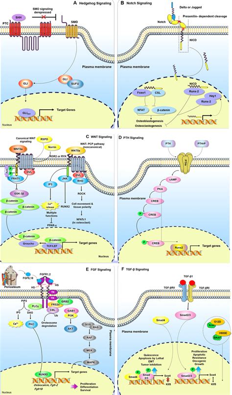 Image result for Bone Formation Signaling Pathway