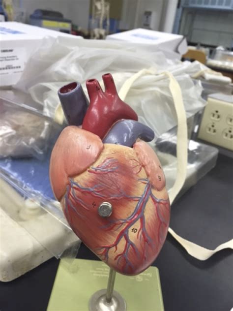 Image result for Human Heart Dissection