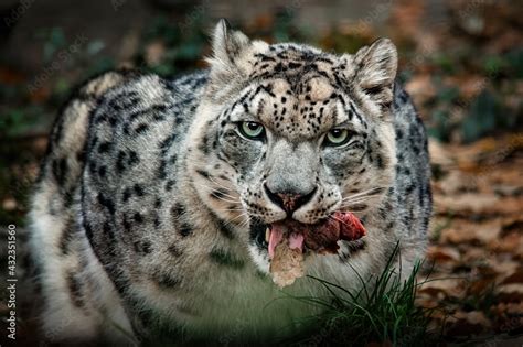 Image result for Snow Leopard Eating