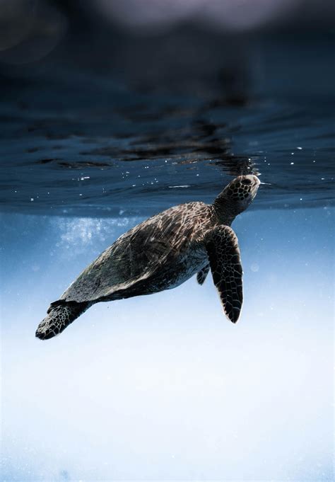 Image result for Offline Transparent Background