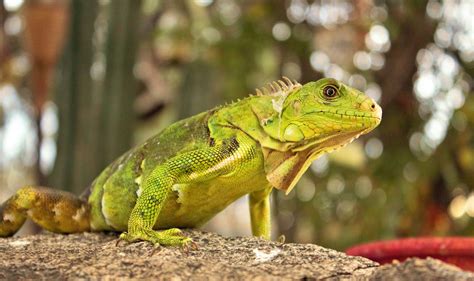 Green Lizard · Free Stock Photo