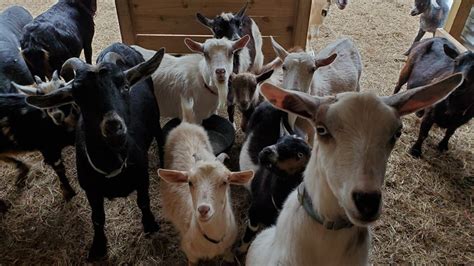 Image result for Goat Farm Setup