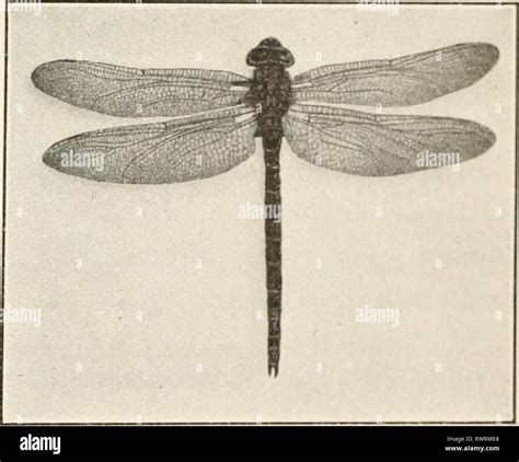 Image result for Bot Fly Larvae in Animals