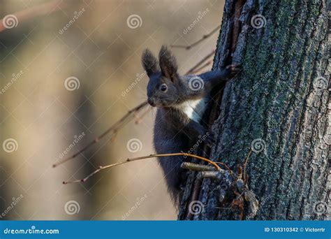 Image result for Tree Squirrel Habitat