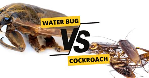 Image result for Water Bug Cockroach
