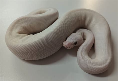 Image result for Blue Eyed Lucy Ball Python