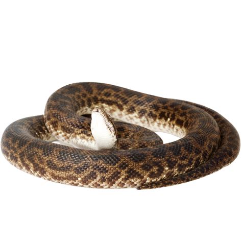 Image result for Python with Spots