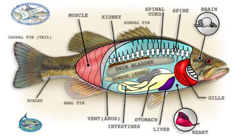 Image result for Perch Fish Dissection