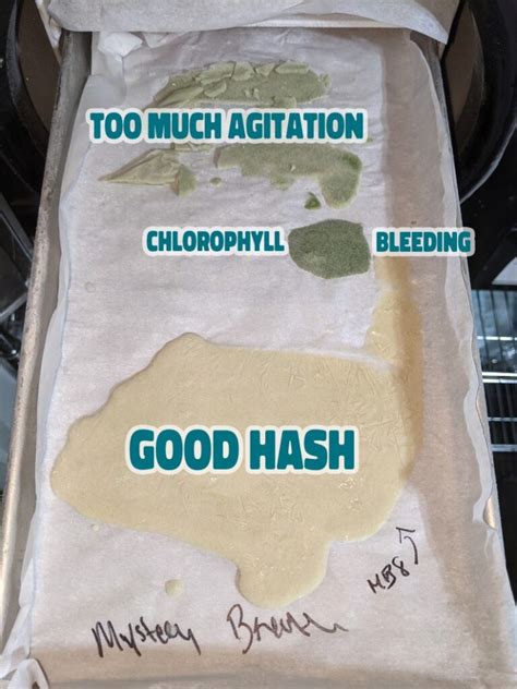 Image result for Drying Out Bubble Hash