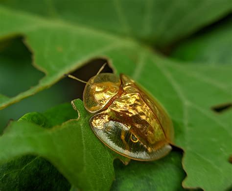 Image result for Colorful Bugs Insects