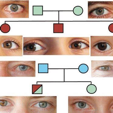 Image result for Eye Color Inheritance Pattern