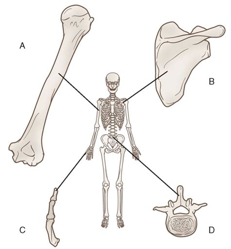 Image result for Two Types of Bone