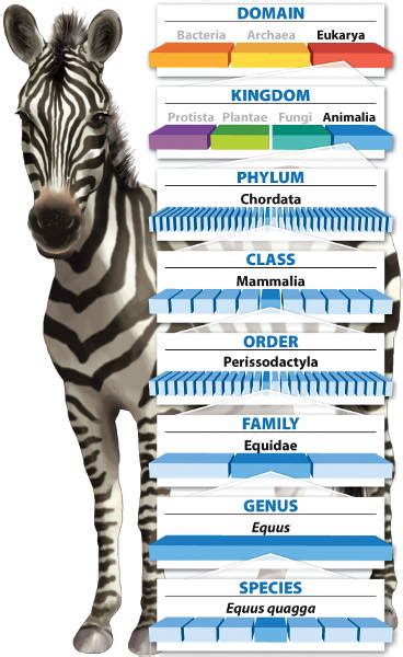 Image result for Classification of Creatures