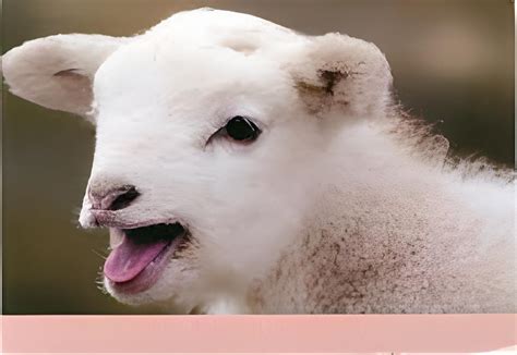 Image result for Sheep Sound Effect