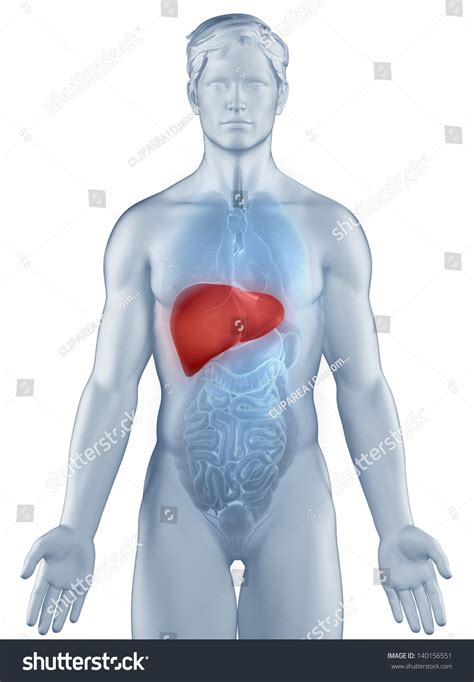 Human Liver Location