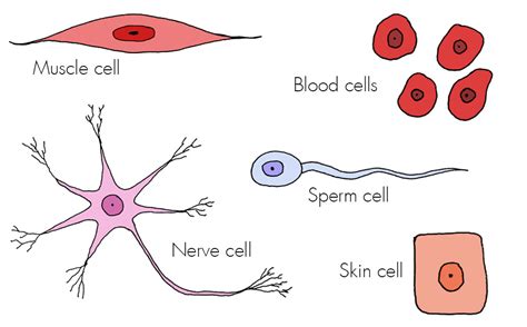 Image result for Learning Cells