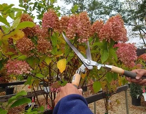 Image result for How to Prune Hydrangea Tree