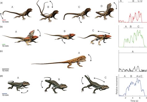 Image result for All Lizard Types