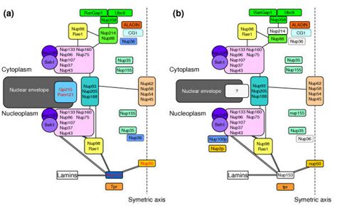 Image result for Nuclear Pore Complex Structure Model