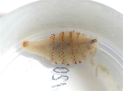 Image result for Bot Fly Larvae Removal