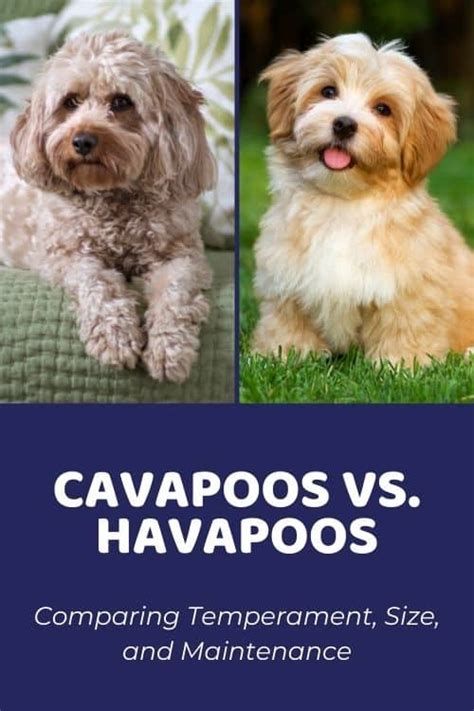 Image result for Cavapoo vs Havapoo