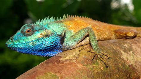 Image result for Lizard Colors