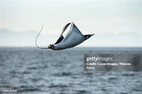 Image result for Manta Ray Jumping Over Bridge
