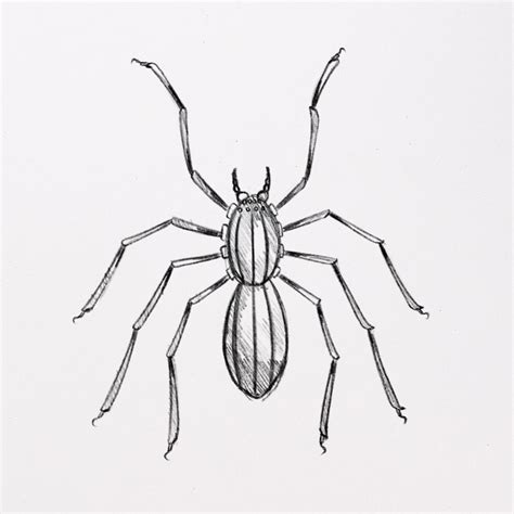 Image result for Basic Spider Drawing