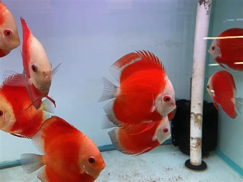 Image result for Red Melon Discus