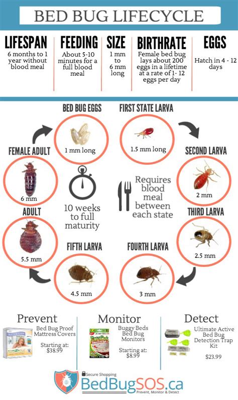 Bed Bug Life Cycle – Bed Bug SOS