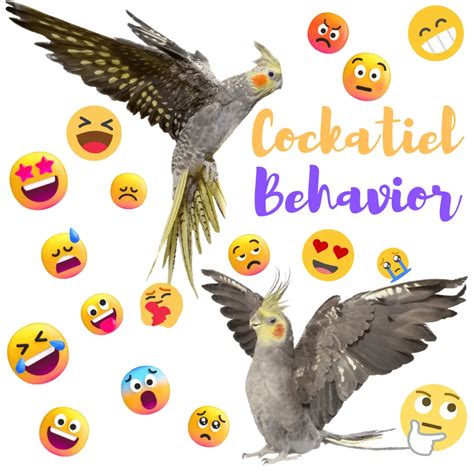 Image result for Cockatiel Behavior