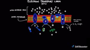 Image result for Dat Prep Course Booster