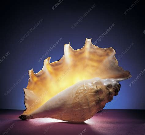 Image result for How to Remove Conch Shell