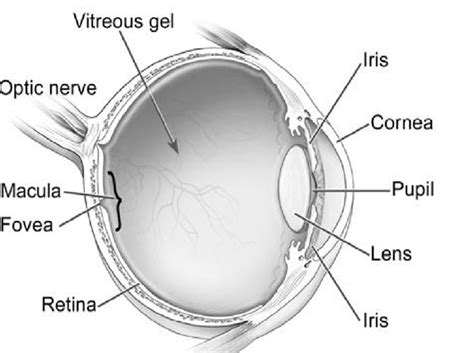 Image result for Eye Anatomy Function