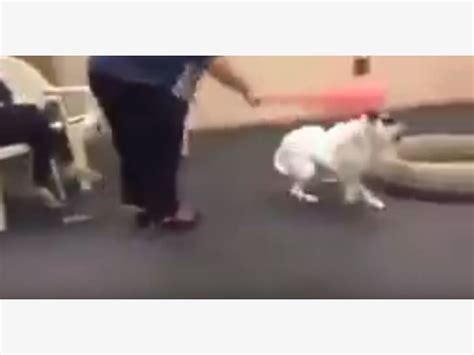 Image result for Beating Dogs Graphic