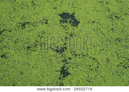 Image result for Minecraft Swamp Water Texture
