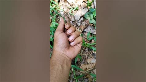 Image result for A Singer Insect