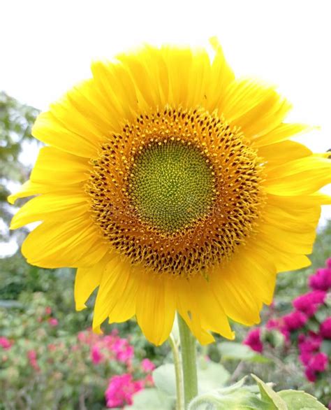 Image result for Sun Core